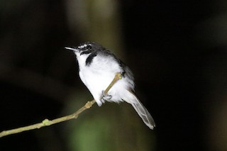 Black-sided Robin - Poecilodryas hypoleuca - Birds of the World