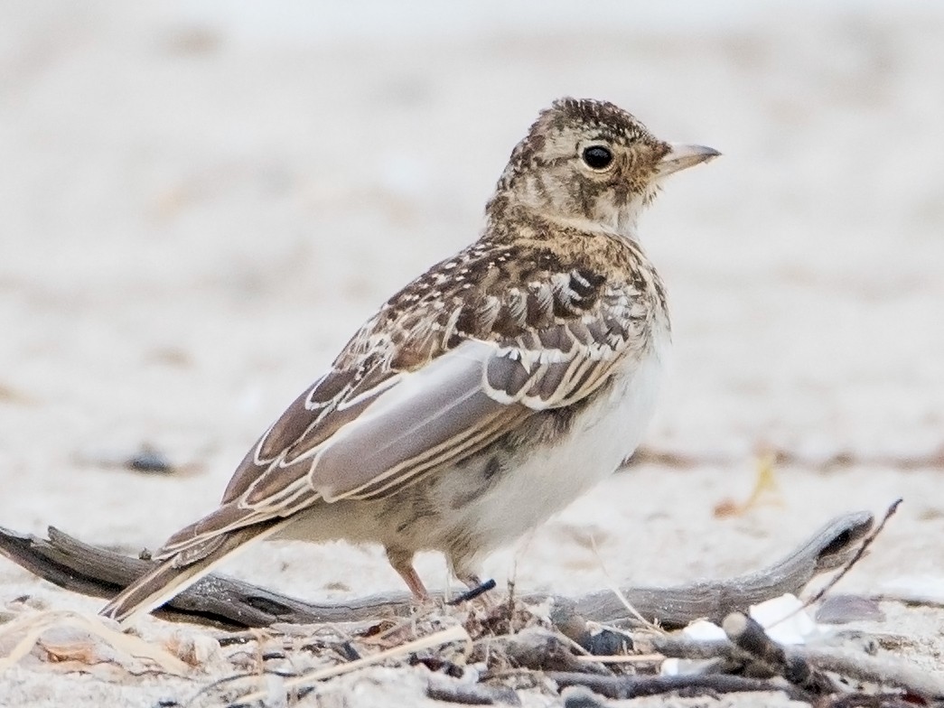 Horned Lark - eBird