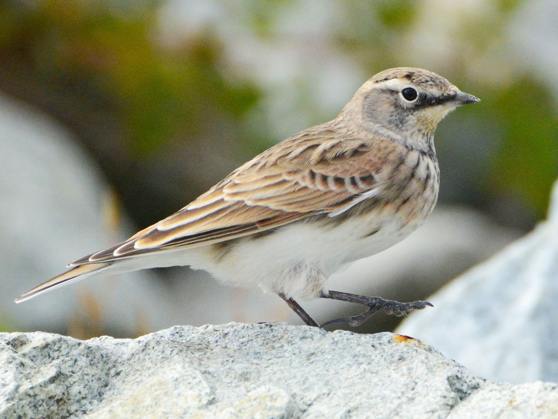 Horned Lark - eBird