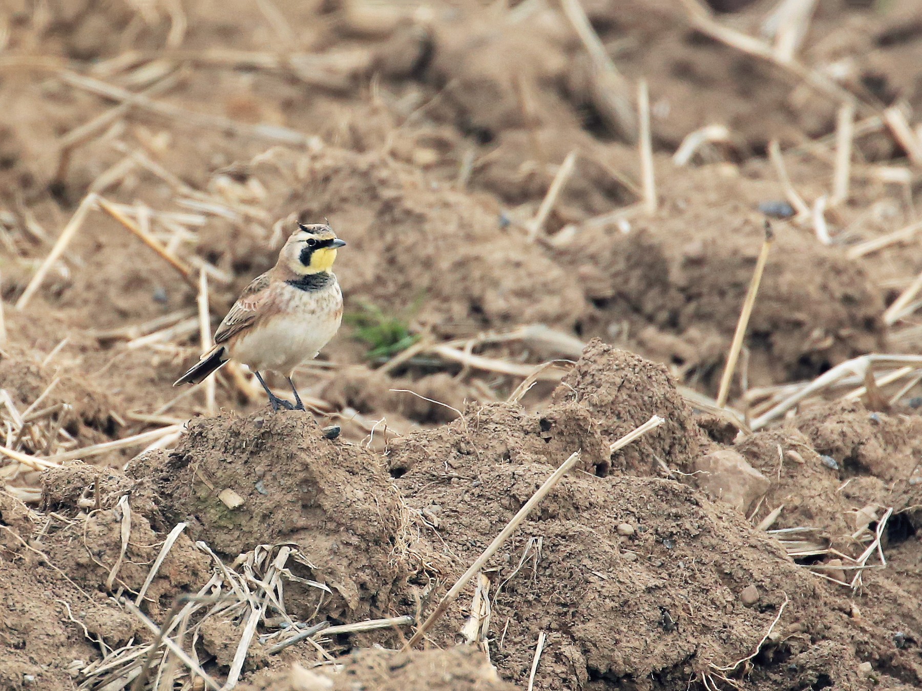 Horned Lark - eBird