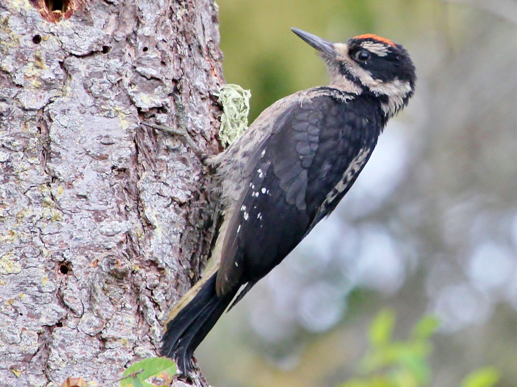 Hairy Woodpecker - eBird