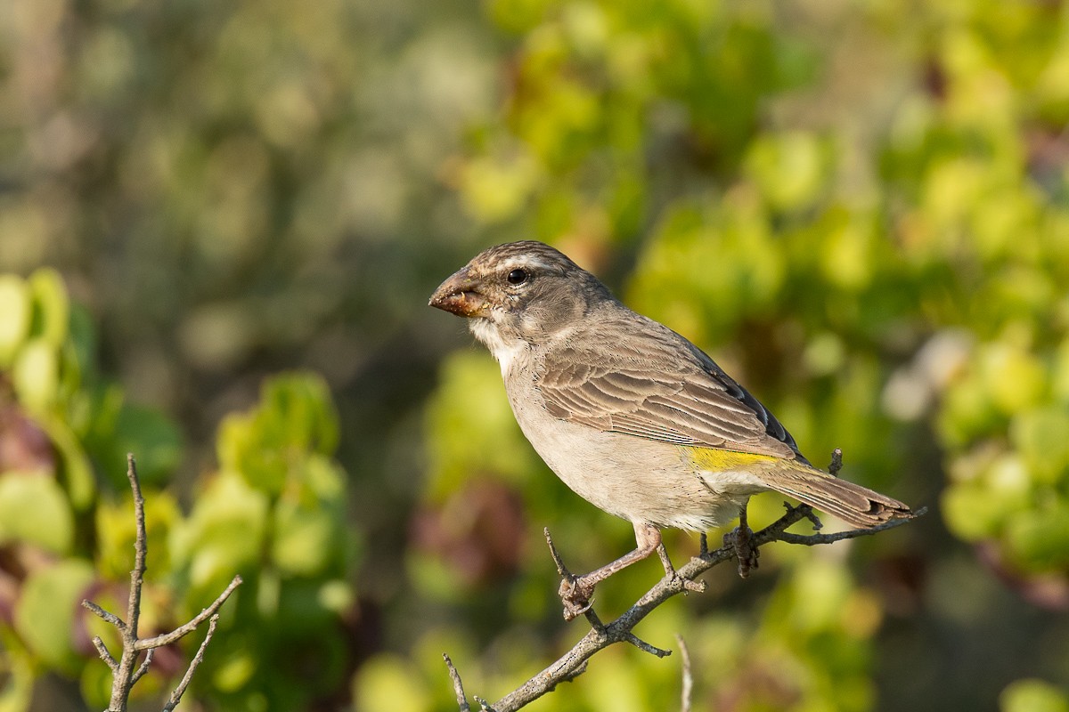 White-throated Canary - Crithagra albogularis - Birds of the World
