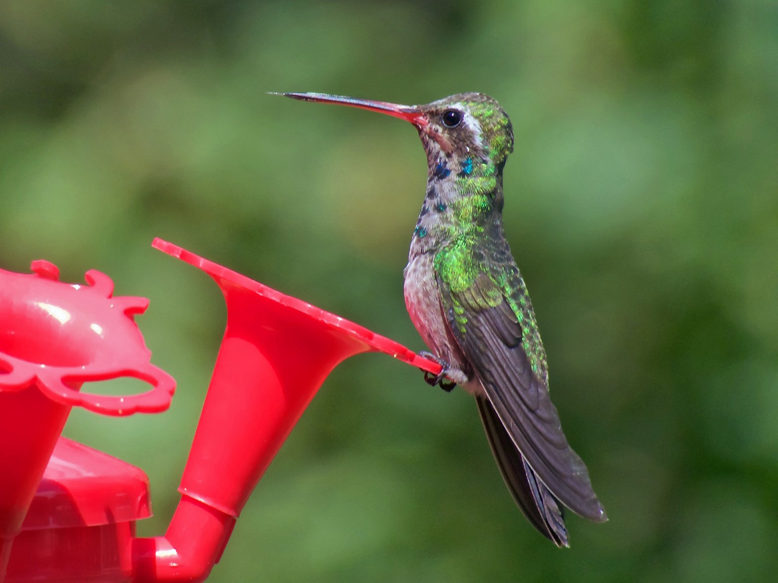 Colibri circé - eBird