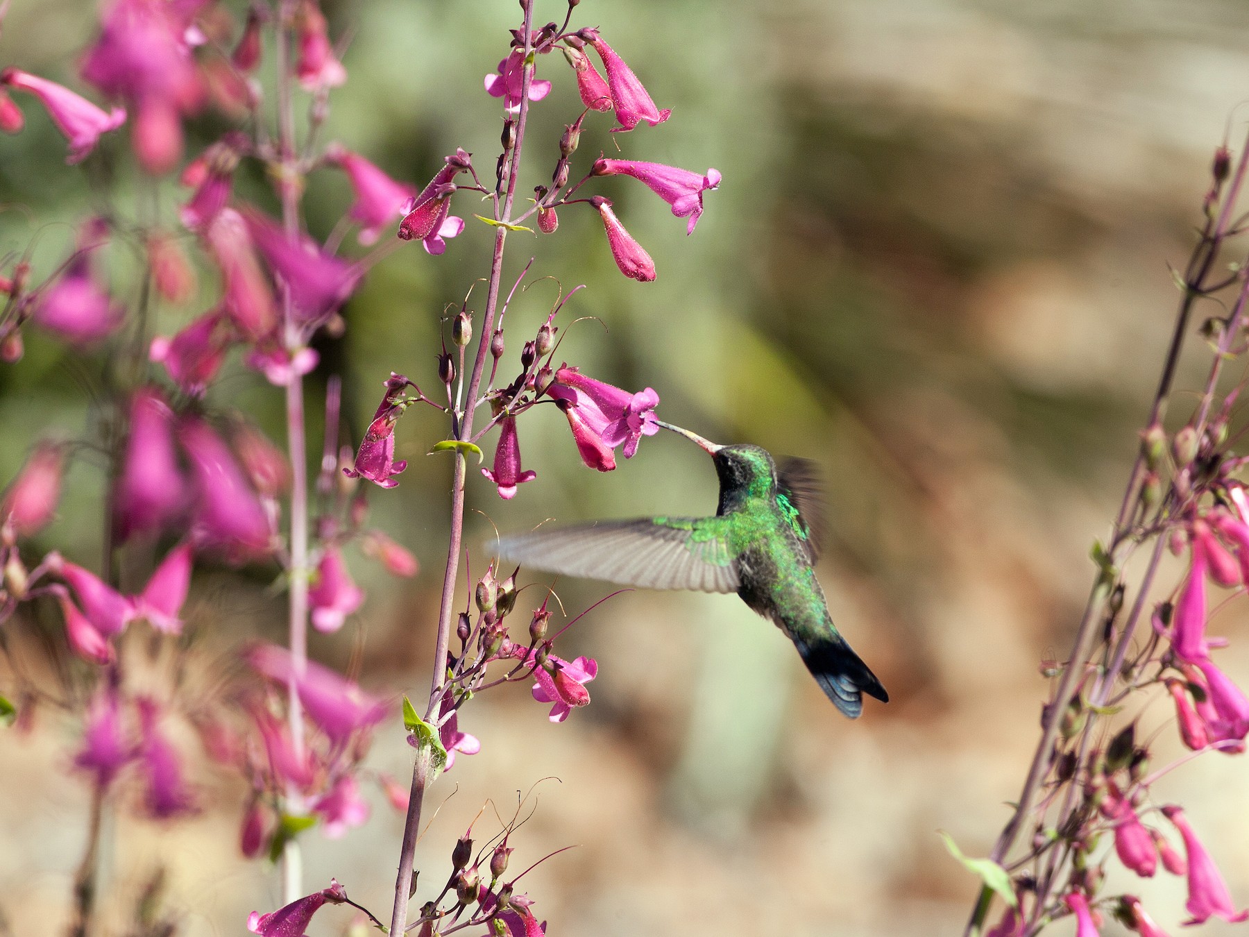 Colibrí Pico Ancho Norteño - eBird