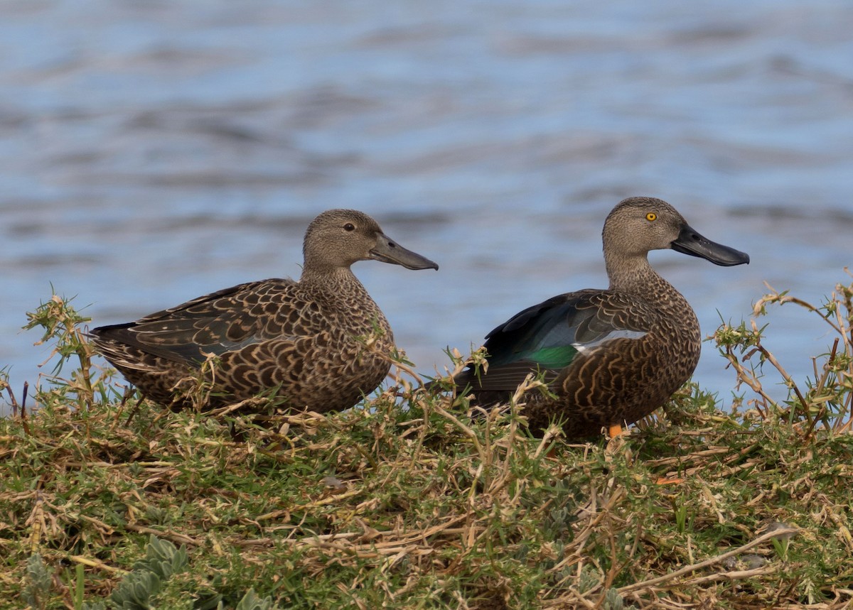 Cape Shoveler - Spatula smithii - Birds of the World