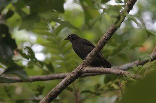 Polynesian Starling - Aplonis tabuensis - Birds of the World