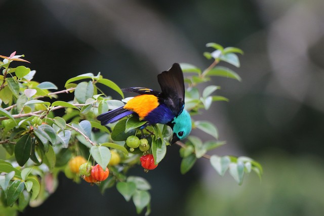 Seven Colored Tanager