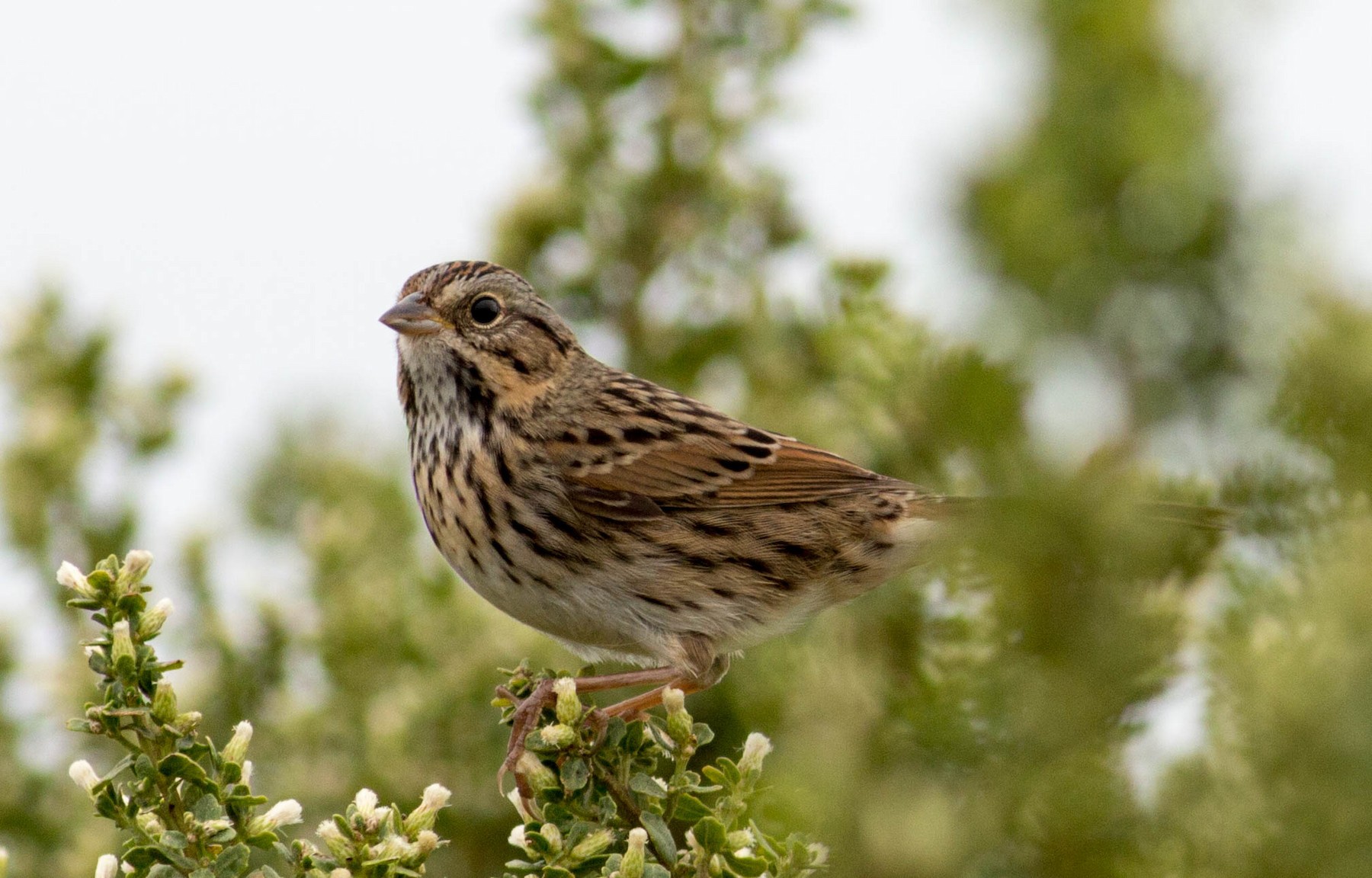 new world sparrow sp. - eBird