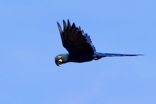 Indigo Macaw - Anodorhynchus leari - Birds of the World