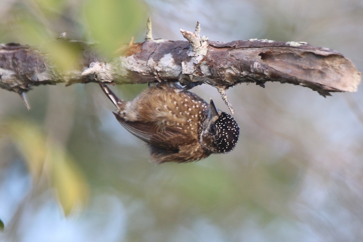 Spotted Piculet - Picumnus pygmaeus - Birds of the World