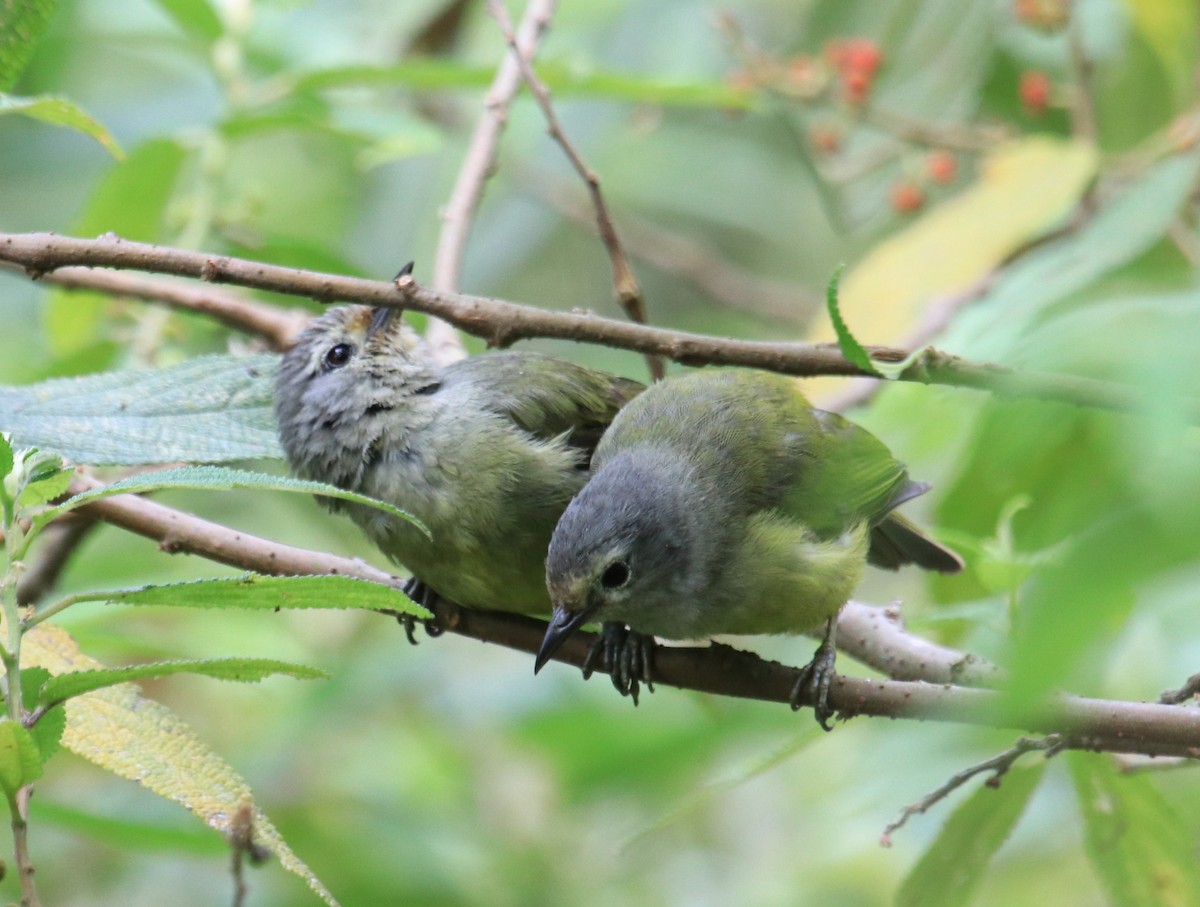 Javan Heleia - Heleia javanica - Birds of the World