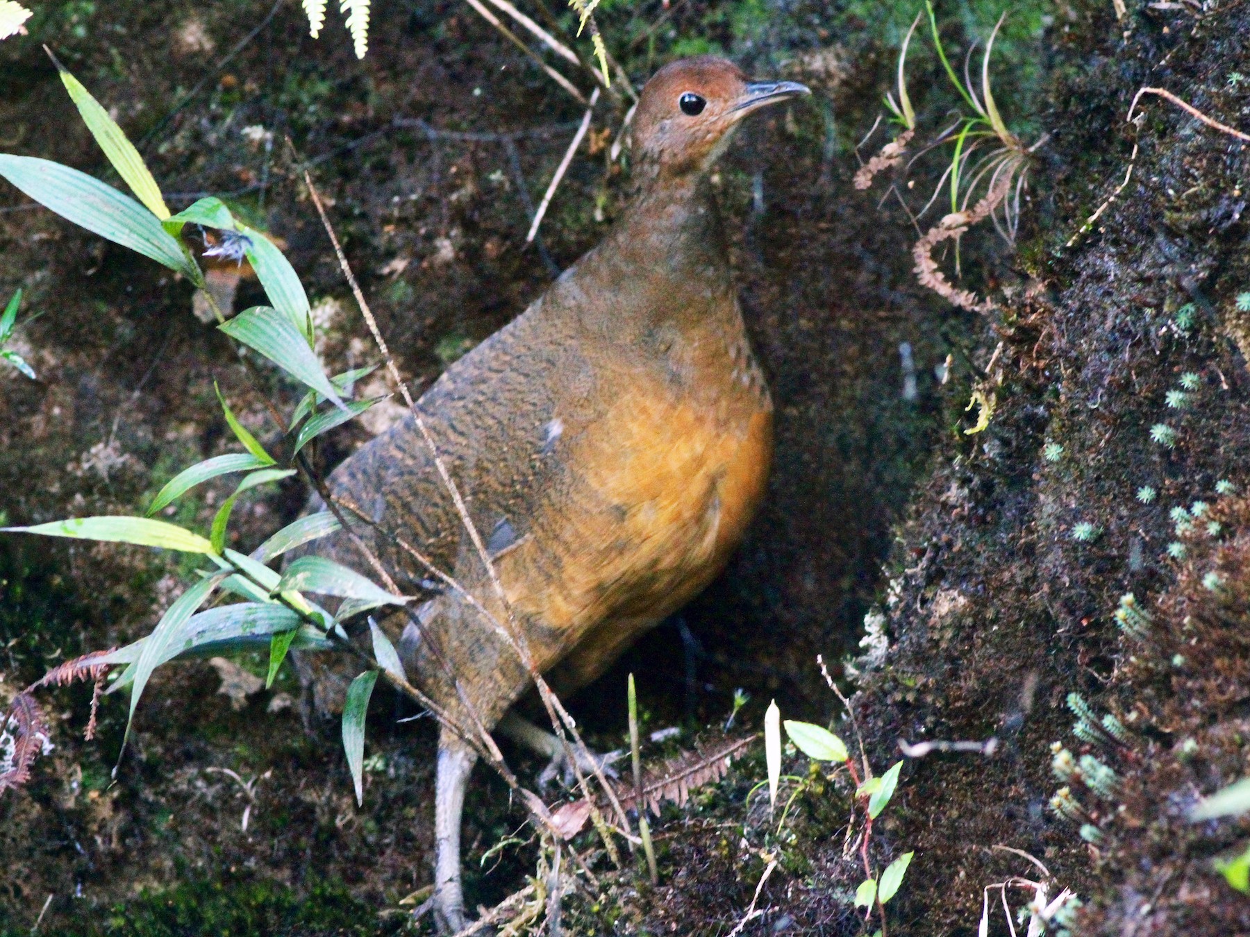 Tawny-breasted Tinamou - eBird