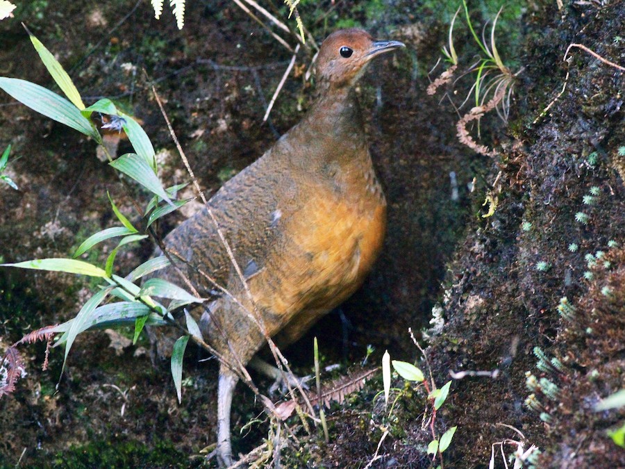 Tinamú Cabecirrojo - eBird