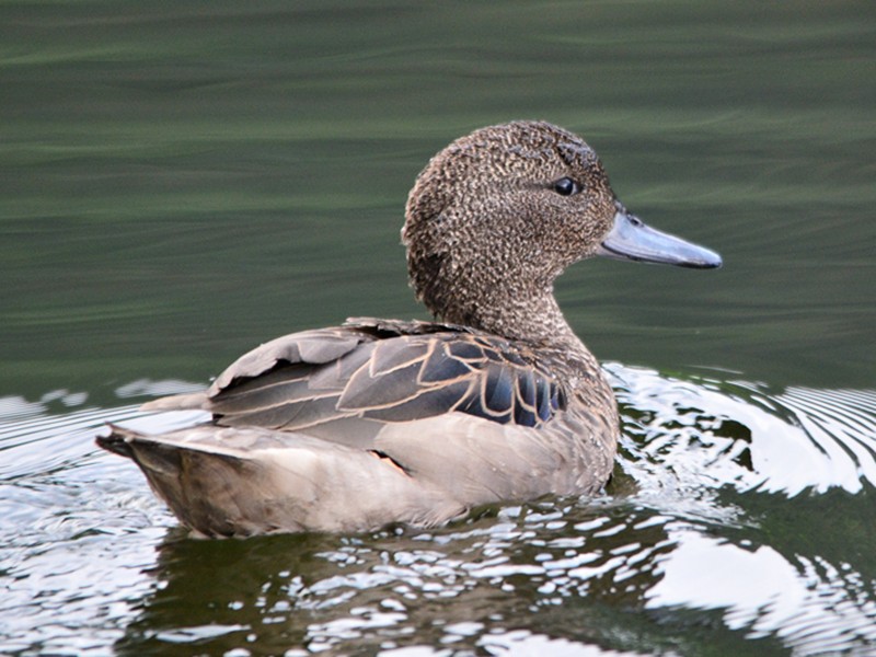 Andean Teal - Anas andium - Birds of the World
