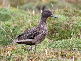 Andean Teal - eBird
