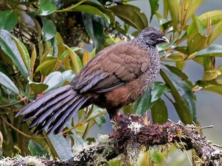 Andean Guan - eBird