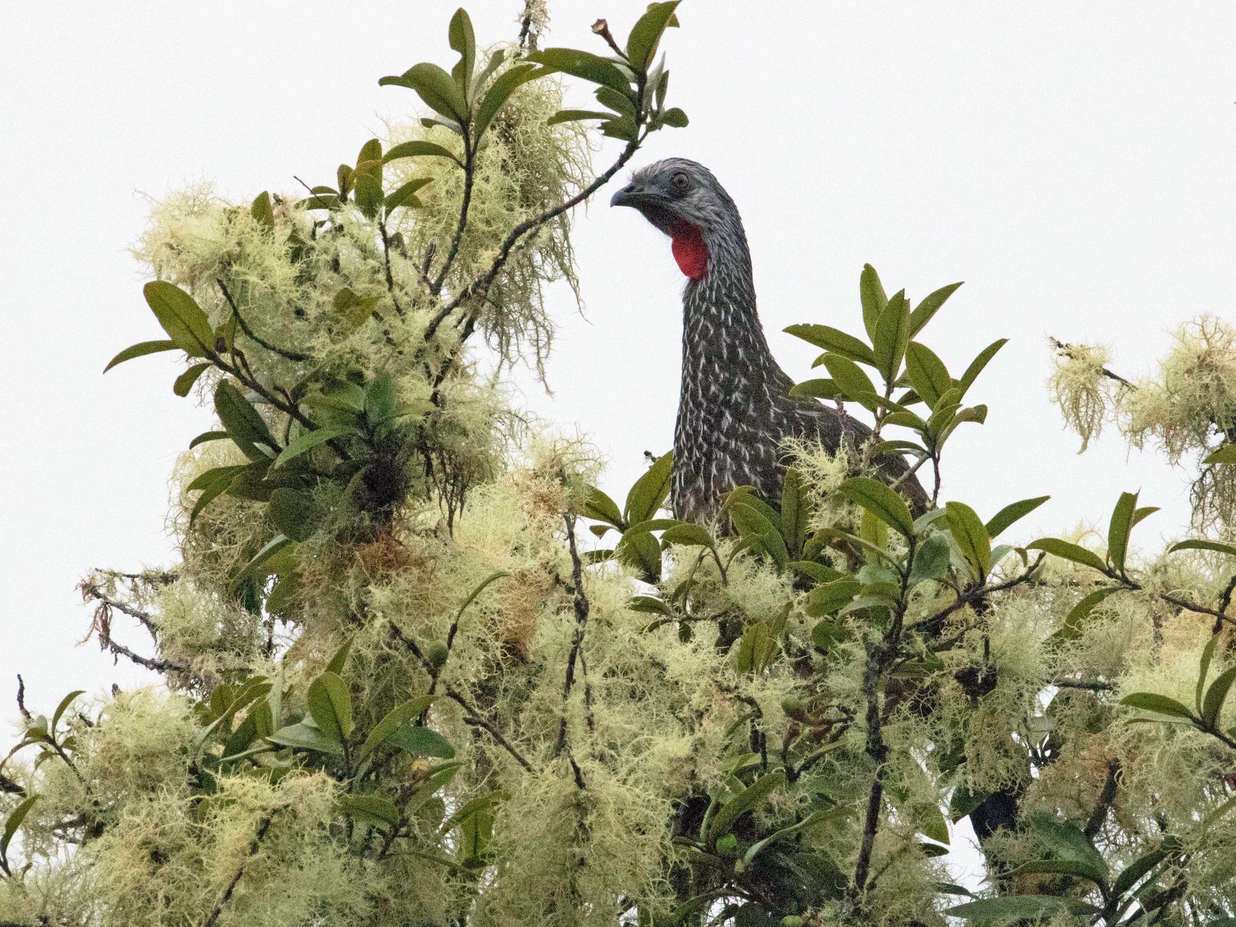 Pava de Monte Andina - eBird