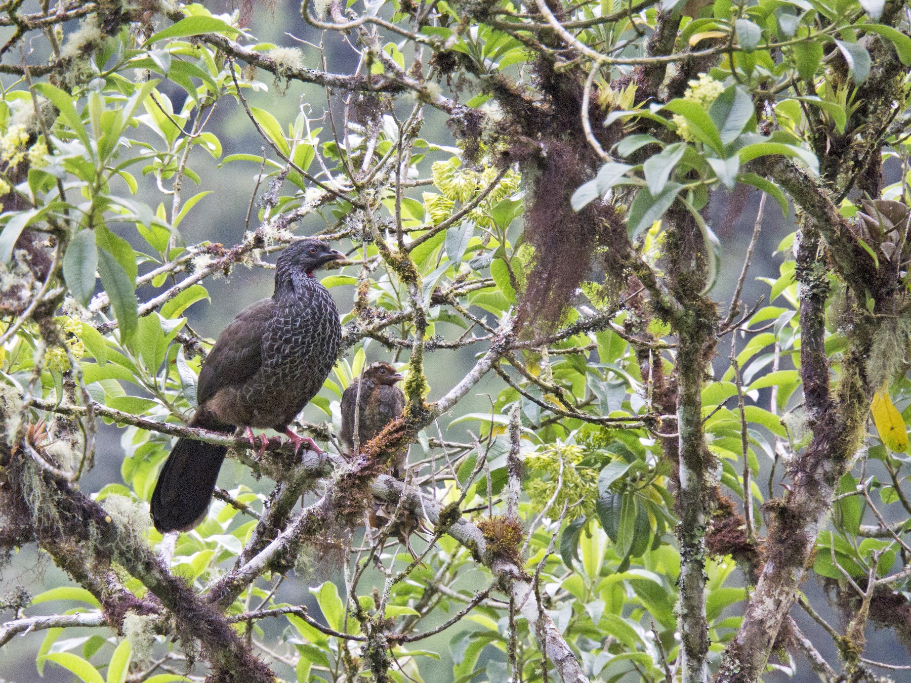 Pava de Monte Andina - eBird
