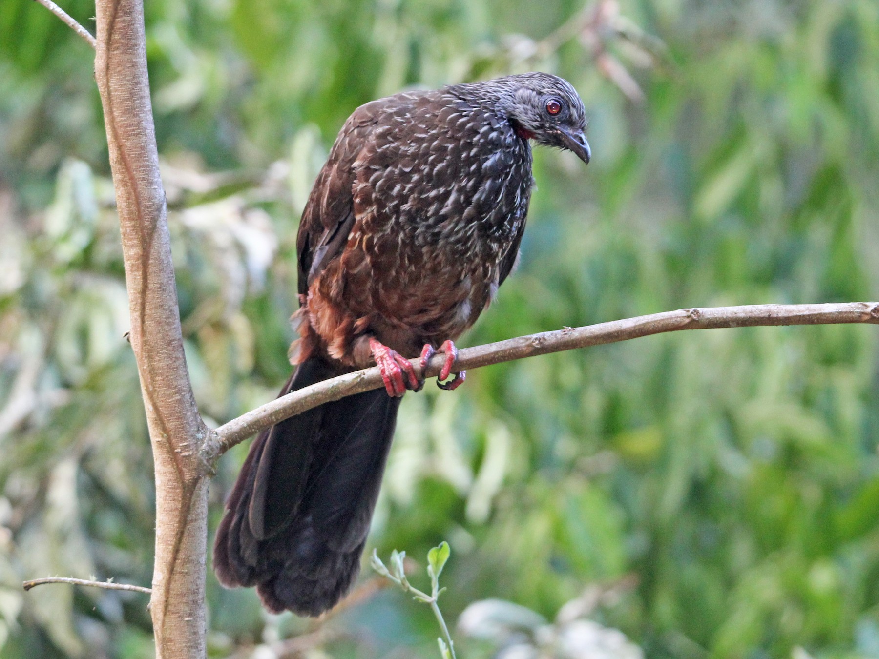 Andean Guan - eBird