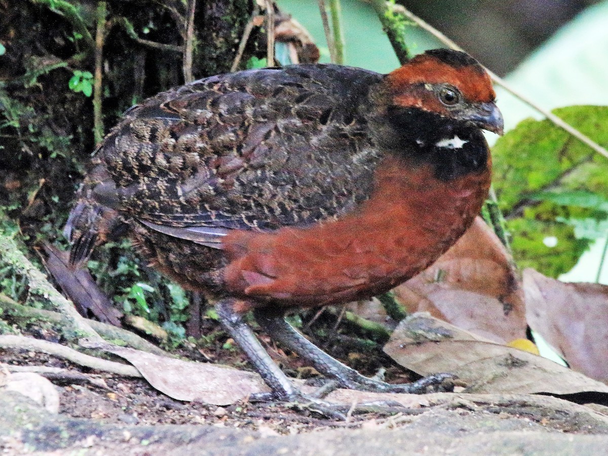 Rufous-fronted Wood-Quail - Odontophorus erythrops - Birds of the World
