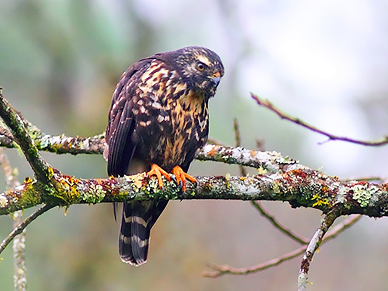 White-rumped Hawk - eBird