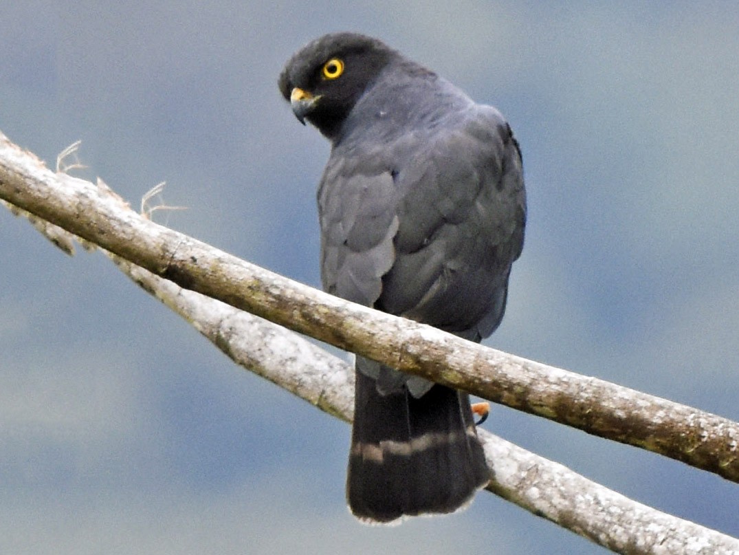 White-rumped Hawk - eBird