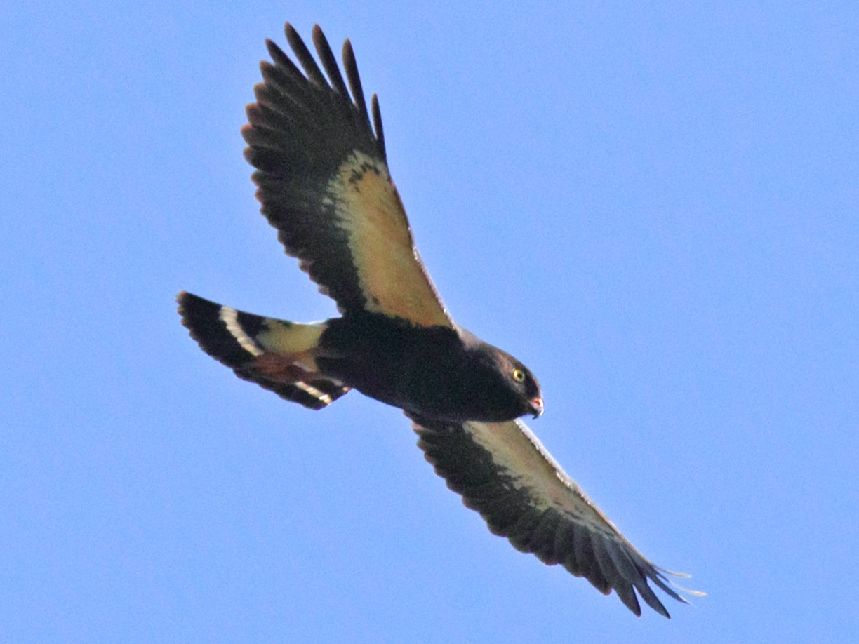 White-rumped Hawk - eBird
