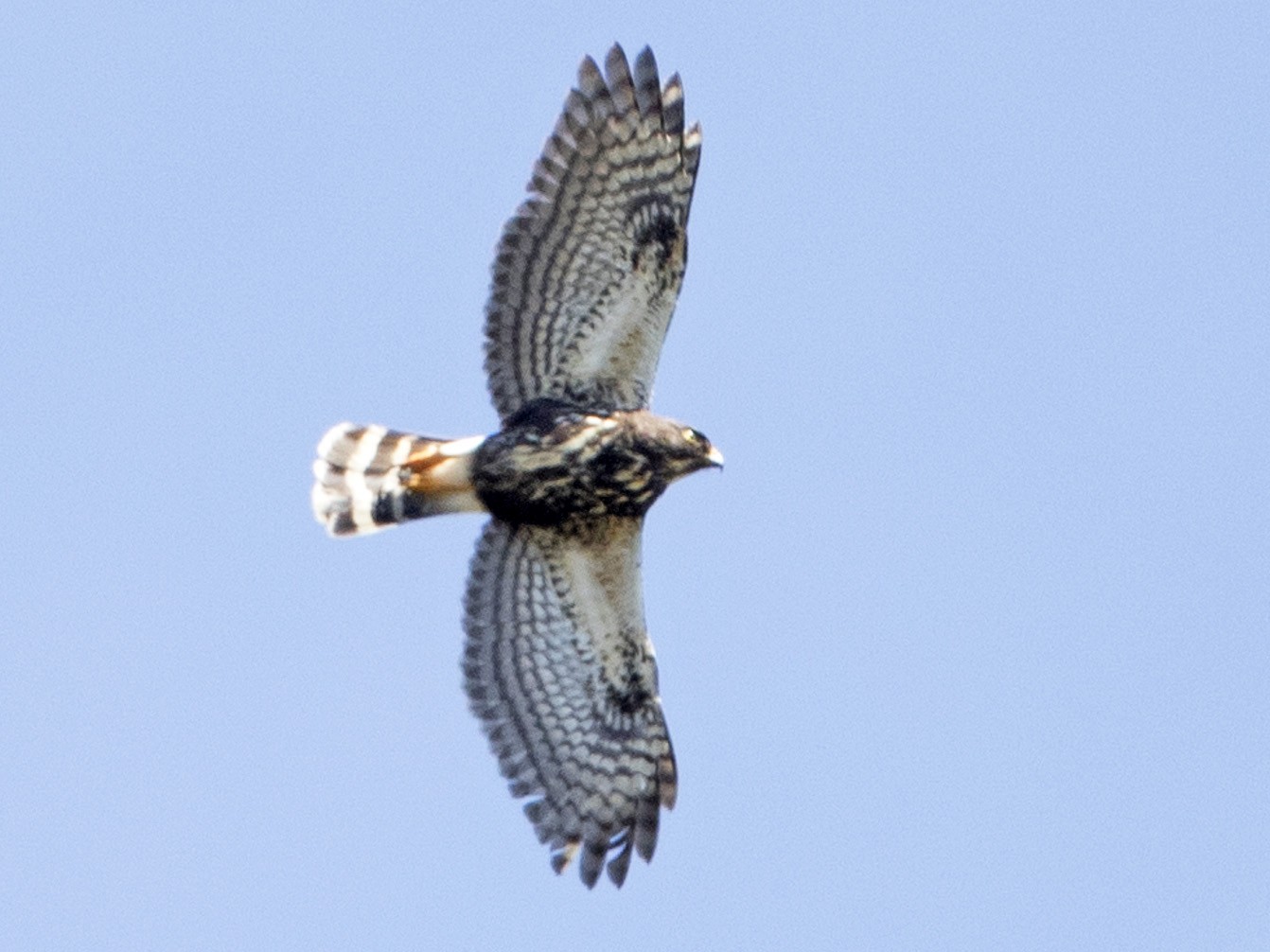 White-rumped Hawk - eBird