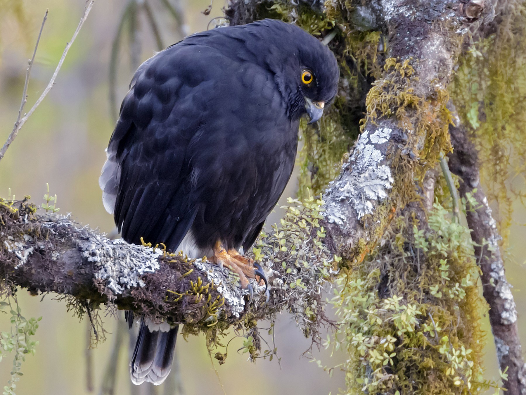 White-rumped Hawk - eBird