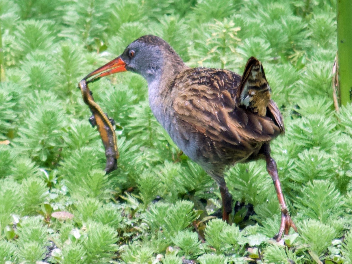 Bogota Rail - eBird