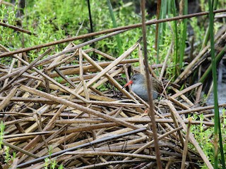Bogota Rail - eBird