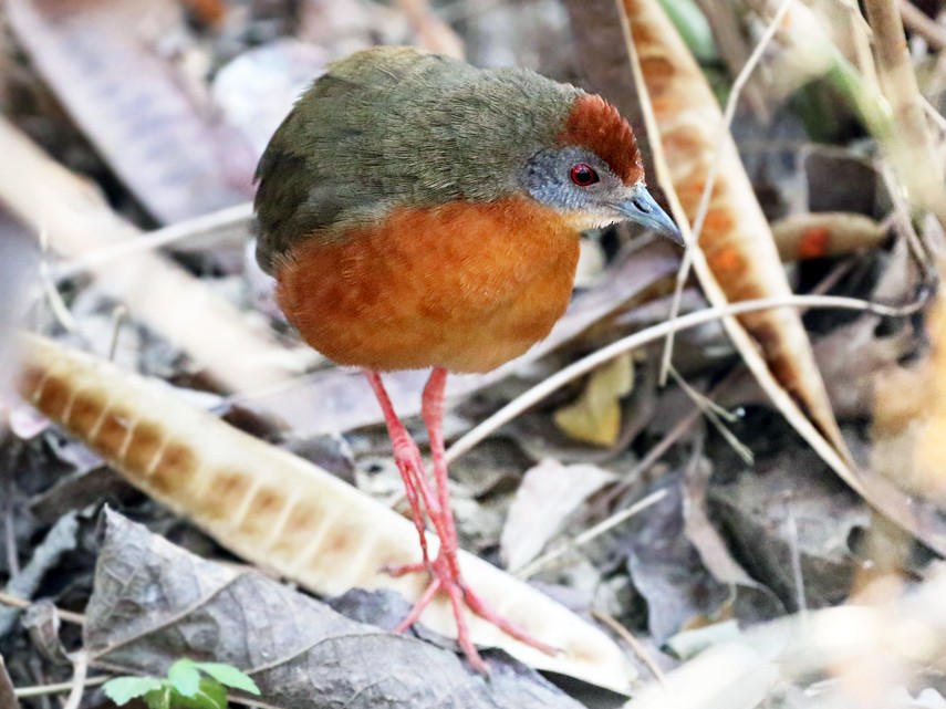 Russet-crowned Crake - Rufirallus viridis - Birds of the World