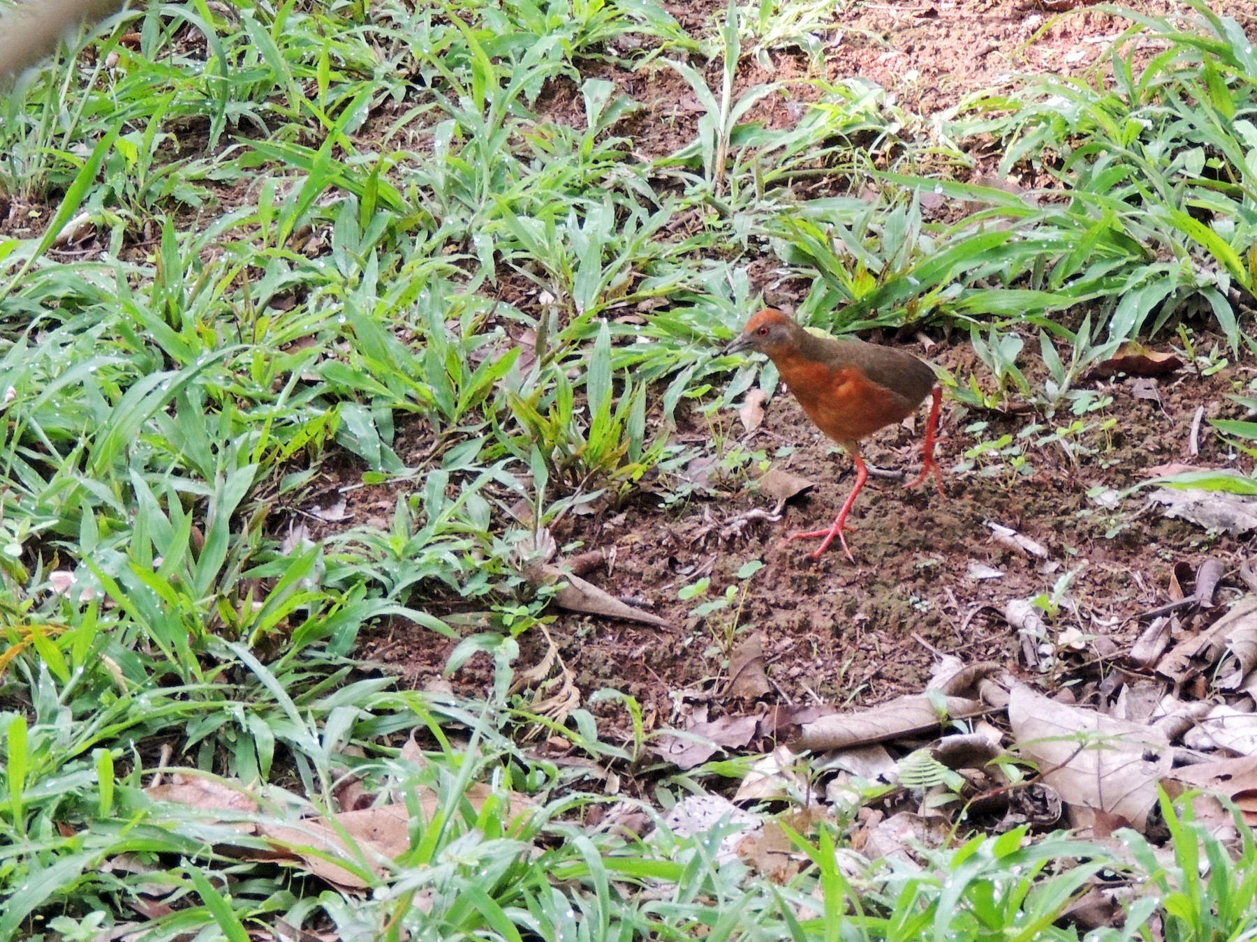 Russet-crowned Crake - eBird