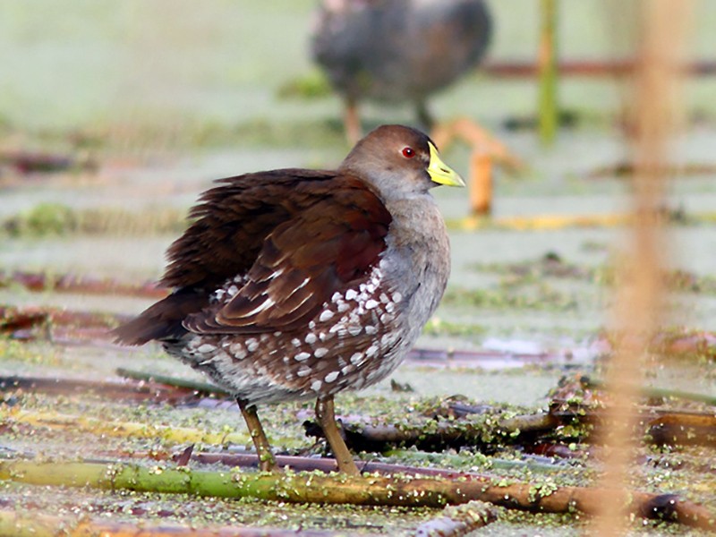 Gallineta Pintada - eBird