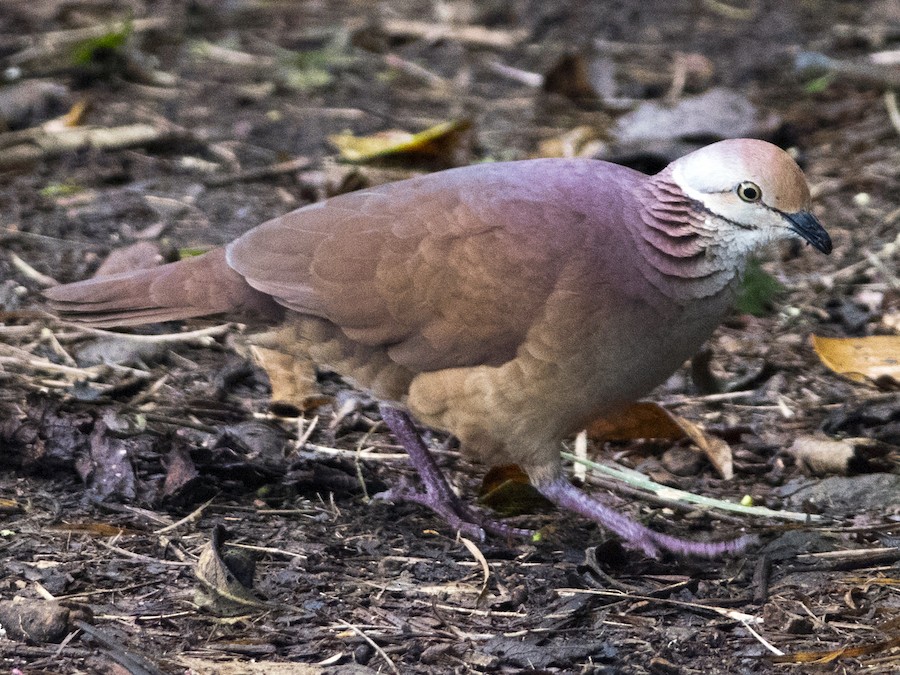 Lined Quail-Dove - eBird