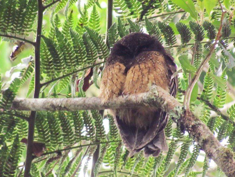White-throated Screech-Owl - eBird
