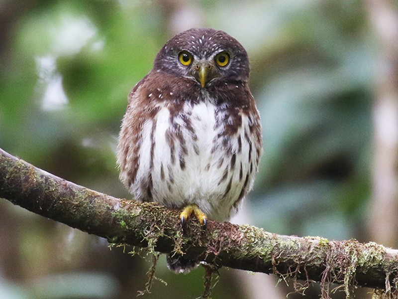 Cloud-forest Pygmy-Owl - eBird