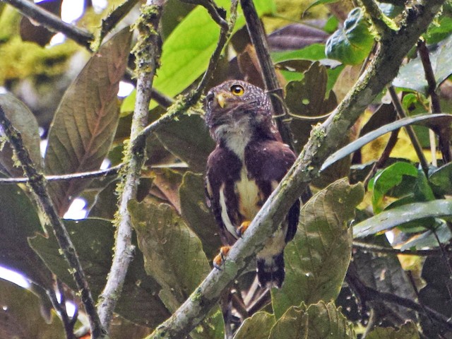 Photos - Cloud-forest Pygmy-Owl - Glaucidium nubicola - Birds of the World
