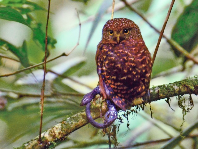 Photos - Cloud-forest Pygmy-Owl - Glaucidium nubicola - Birds of the World
