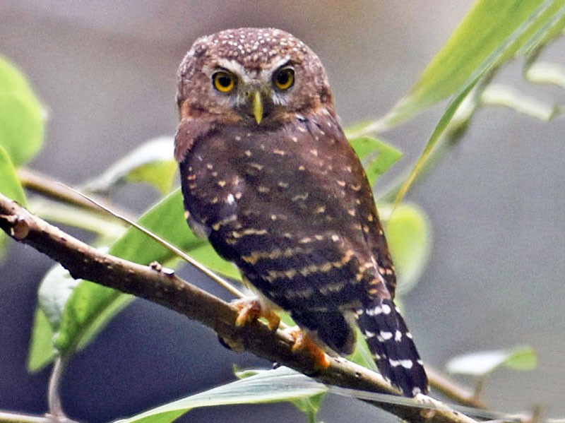 Andean Pygmy-Owl - eBird