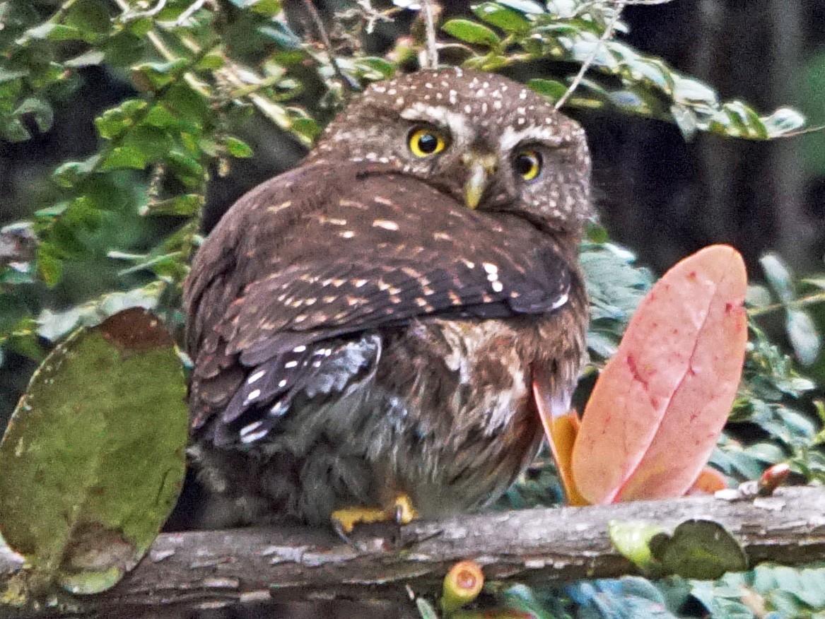 Andean Pygmy-Owl - eBird