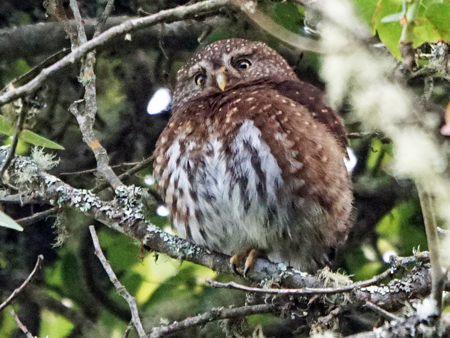Andean Pygmy-Owl - eBird
