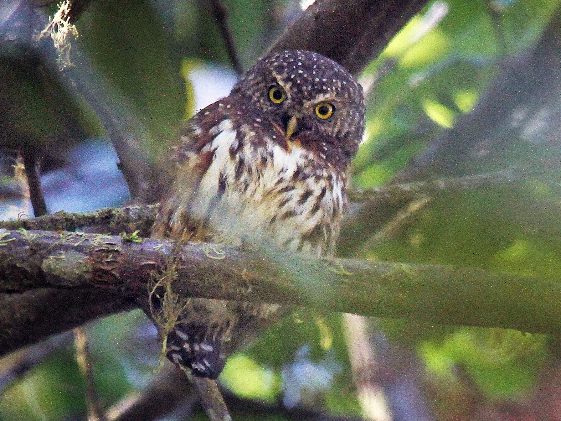Andean Pygmy-Owl - eBird