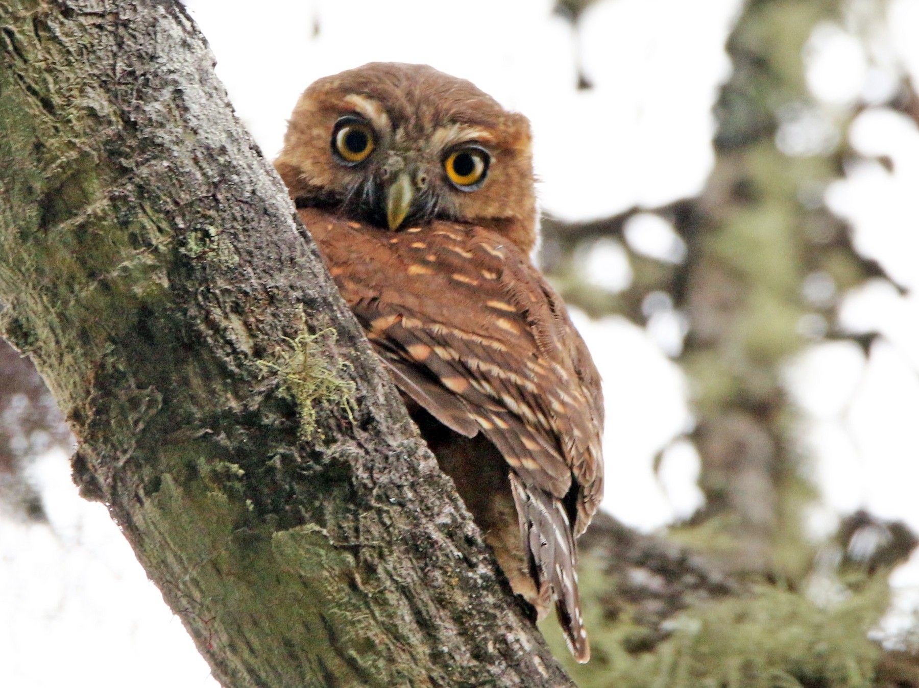 Andean Pygmy-Owl - eBird