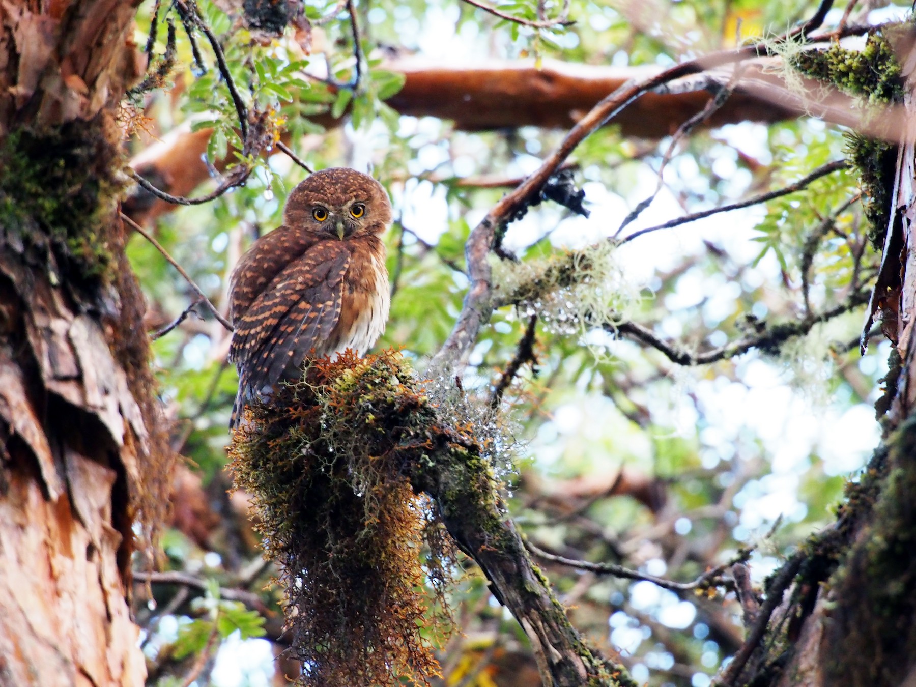 Andean Pygmy-Owl - eBird
