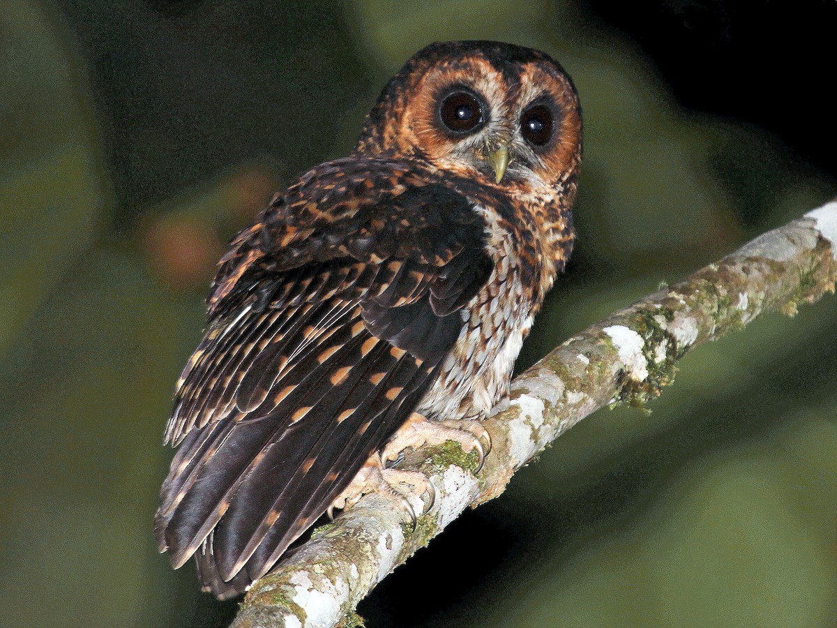 Rufous-banded Owl - Strix albitarsis - Birds of the World