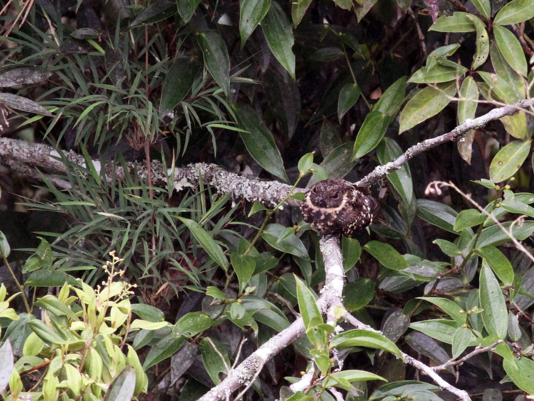 Dormilón Patagónico - eBird