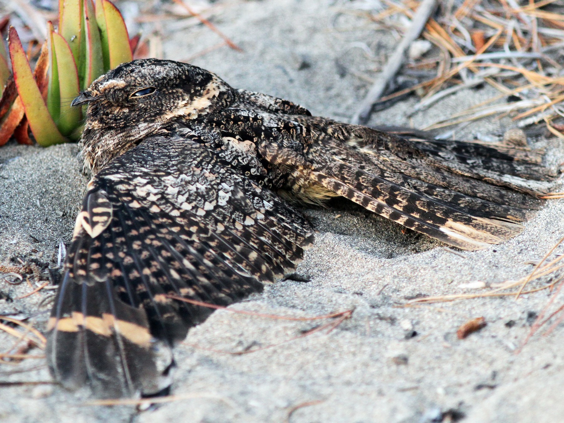 Band-winged Nightjar - eBird