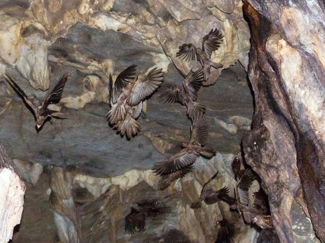 Photos - Oilbird - Steatornis caripensis - Birds of the World