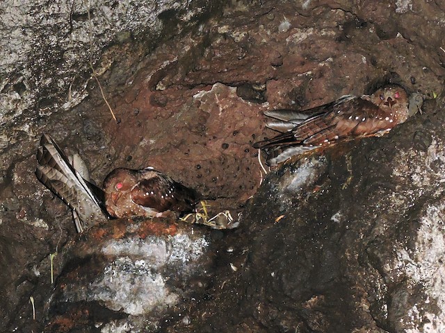Photos - Oilbird - Steatornis caripensis - Birds of the World